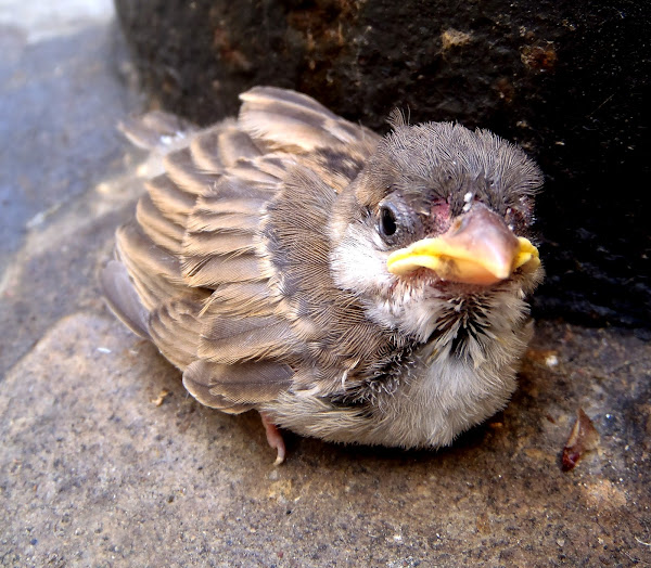 Gorrión común, gurriato. House Sparrow | Project Noah