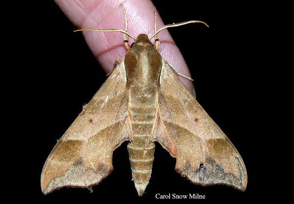 Virginia Creeper Sphinx Moth | Project Noah