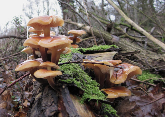 winter mushrooms | Project Noah