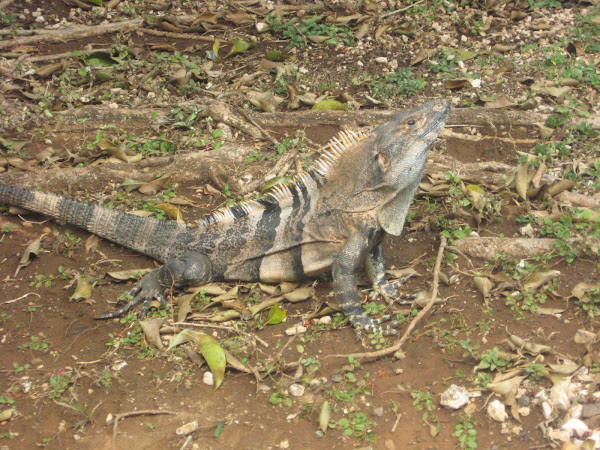 Black Ctenosaur | Project Noah