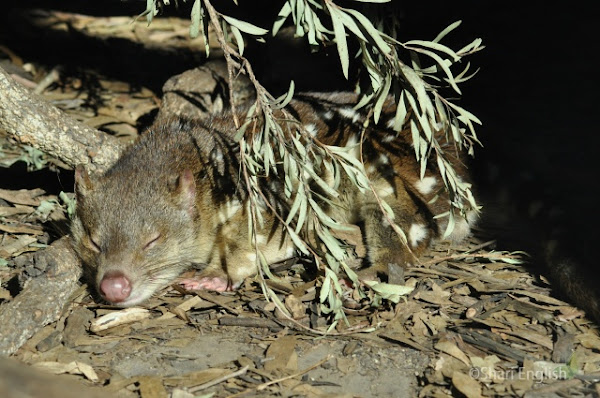 Spotted-Tailed Quoll | Project Noah