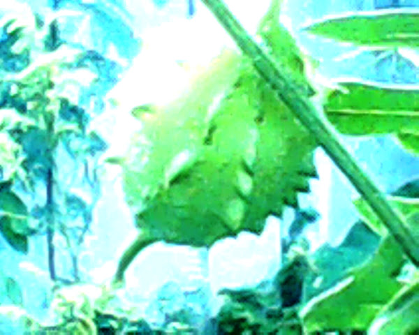 Wild Bitter Gourd | Project Noah