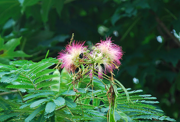 Silk Tree | Project Noah