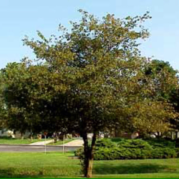 Washington Hawthorn | Project Noah