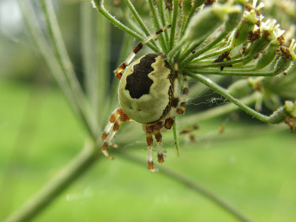 Marbled Orb Weaver | Project Noah