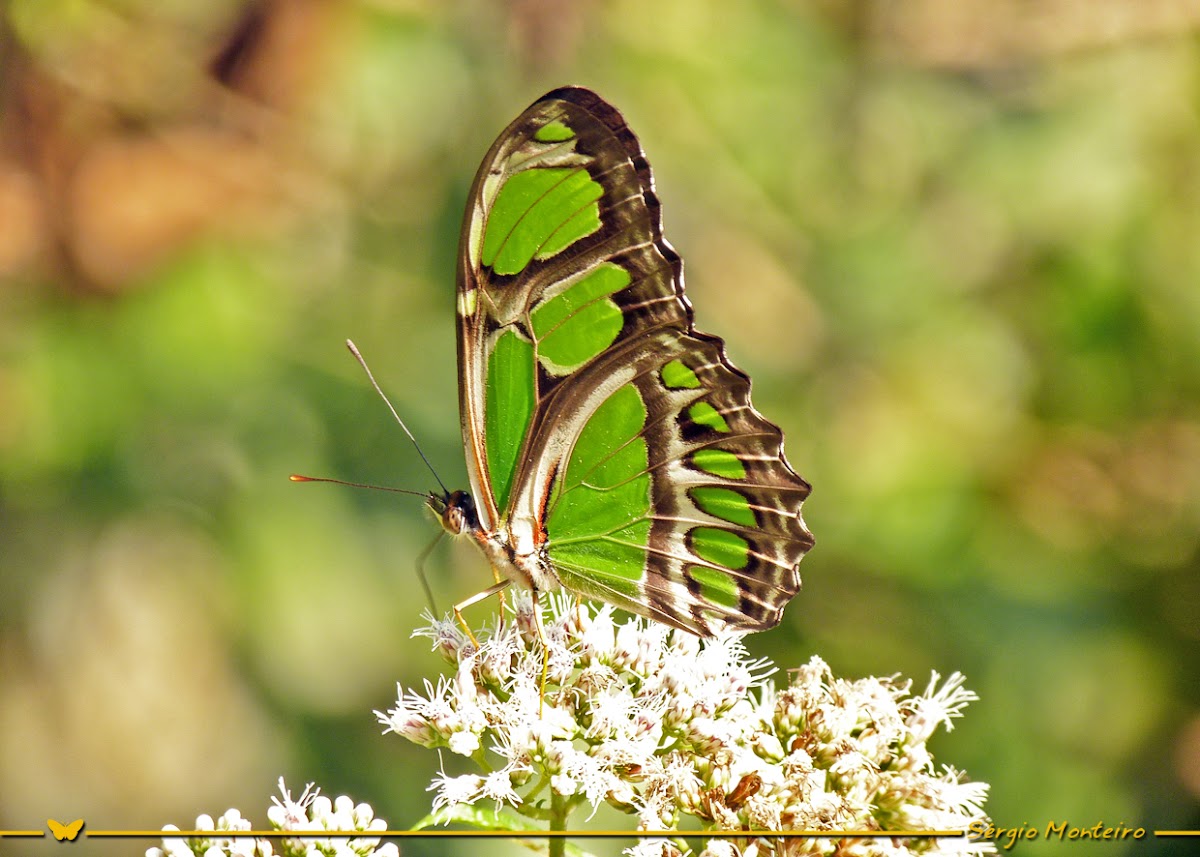 Green Longwing | Project Noah