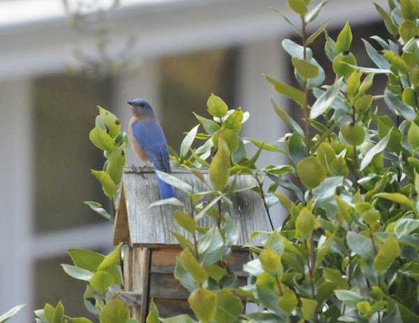 Eastern Bluebird #1 (bright blue tail feather) | Project Noah