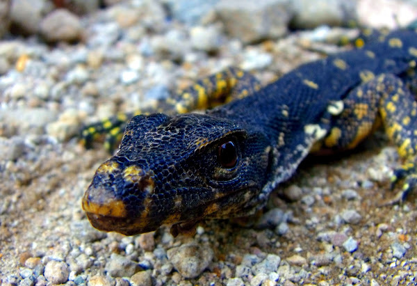 Asian water monitor lizard | Project Noah