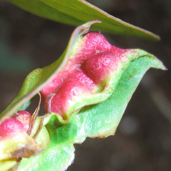 Eucalyptus leaf galls | Project Noah