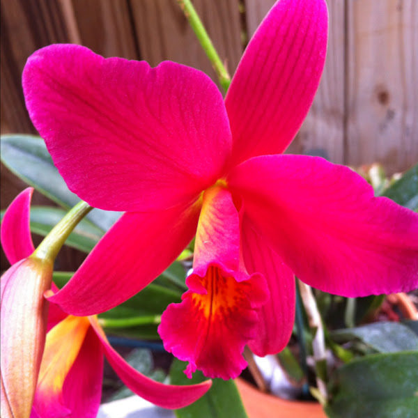 Cattleya hybrid (Buu Lady) | Project Noah