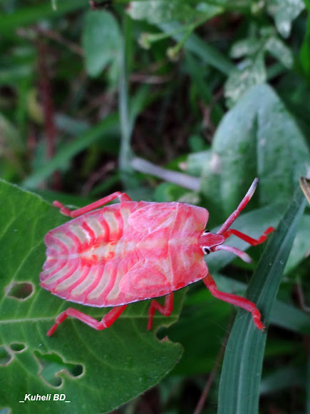 Giant Shield Bug Nymph | Project Noah