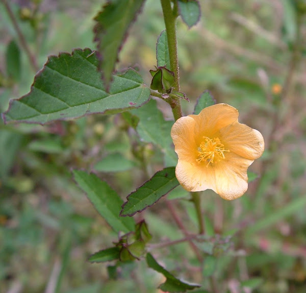 Fanpetals | Project Noah