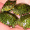 Hatchling Red-eared Sliders | Project Noah