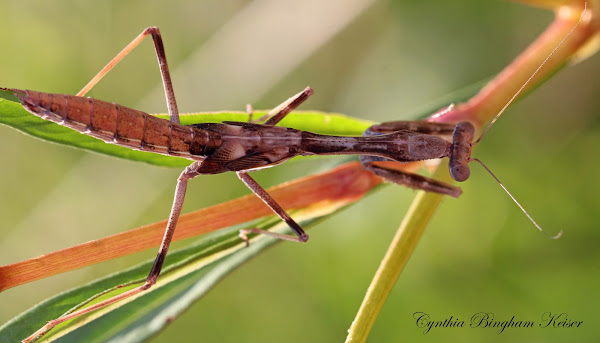 Mantid nymph | Project Noah