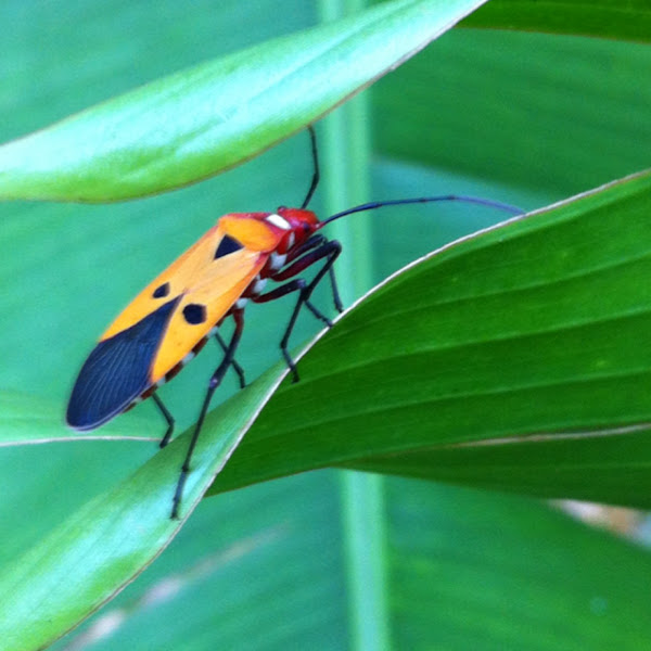 COTTON STAINER BUG | Project Noah