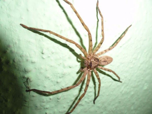Brown Huntsman spider or Laya | Project Noah