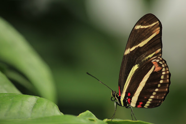Zebra Longwing | Project Noah