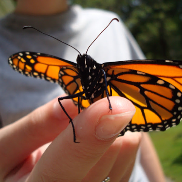 Monarch Butterfly | Project Noah
