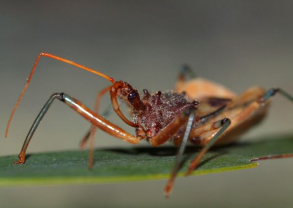 Assasin Bug | Project Noah