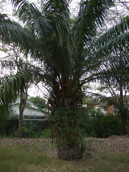 Palm Tree | Project Noah