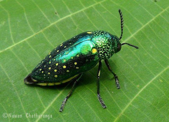 Jewel Beetle | Project Noah
