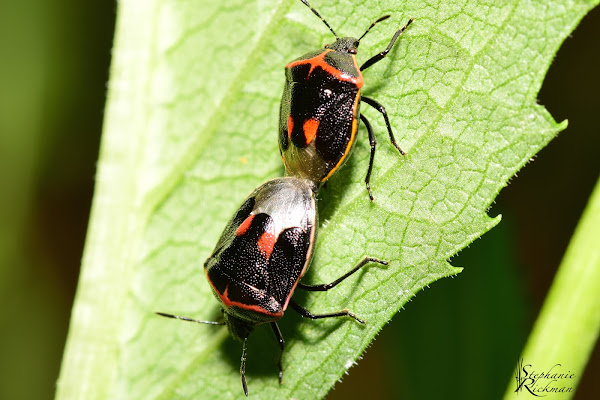 Twice-stabbed Stink Bug | Project Noah