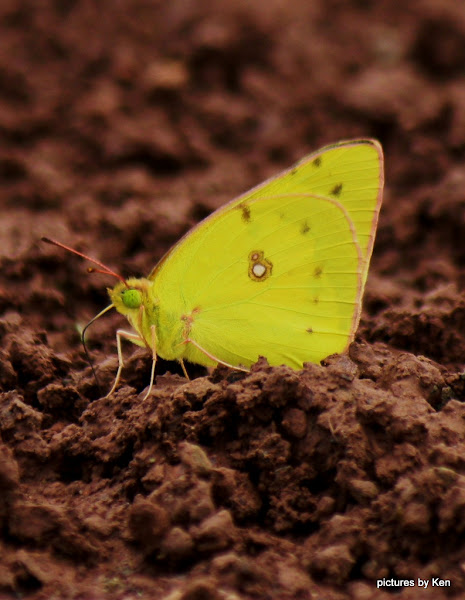 clouded yellow | Project Noah