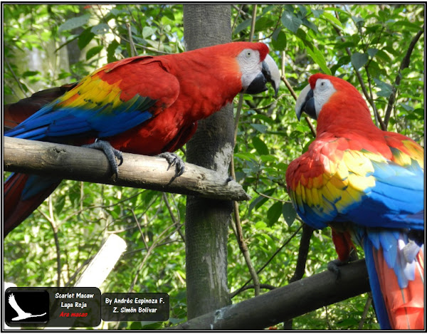 Lapa Roja | Project Noah