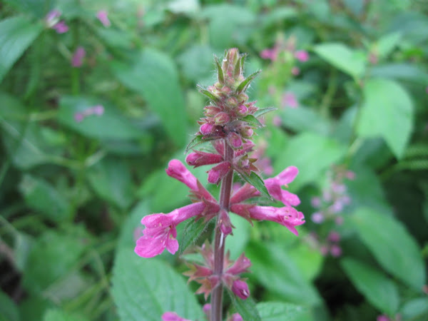 Great Hedge Nettle | Project Noah