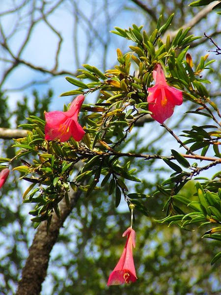 Copihue / Chilean Bellflower | Project Noah