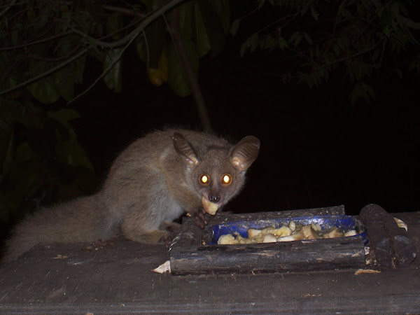 Thick Tailed Bushbaby | Project Noah