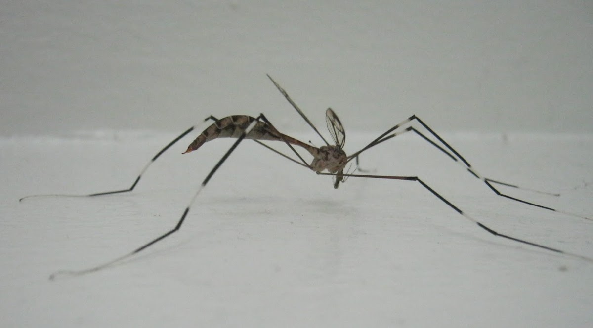 Giant Crane Fly | Project Noah