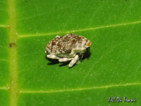 Bird's Drop Weevil | Project Noah