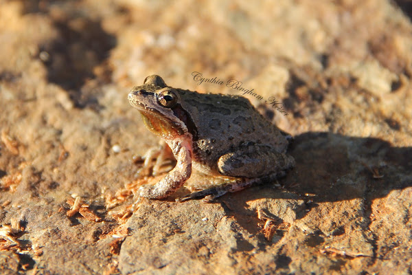 Baja California Tree Frog | Project Noah