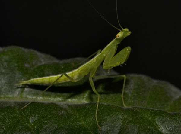 Praying Mantis Nymph | Project Noah
