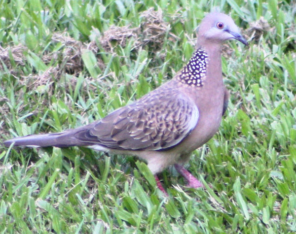 Spotted Turtle Dove | Project Noah
