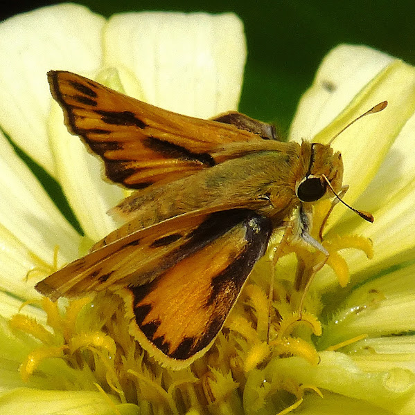 Fiery Skipper | Project Noah