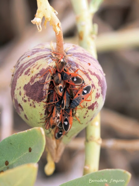Milkweed Bugs | Project Noah
