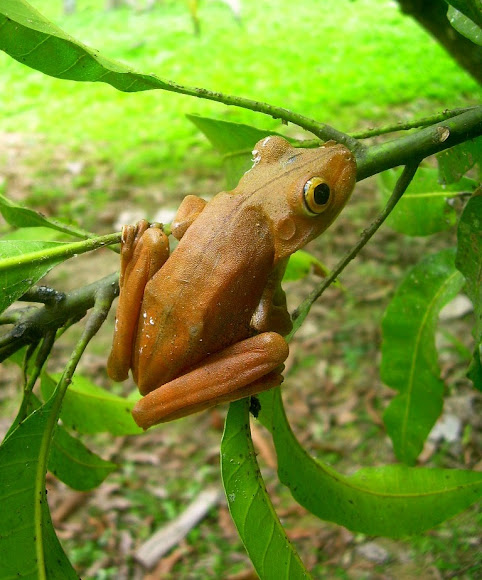Gladiator Tree Frog | Project Noah