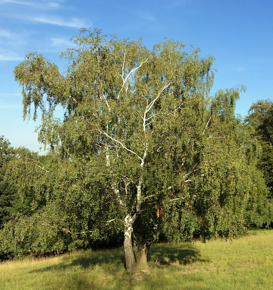 Silver Birch | Project Noah