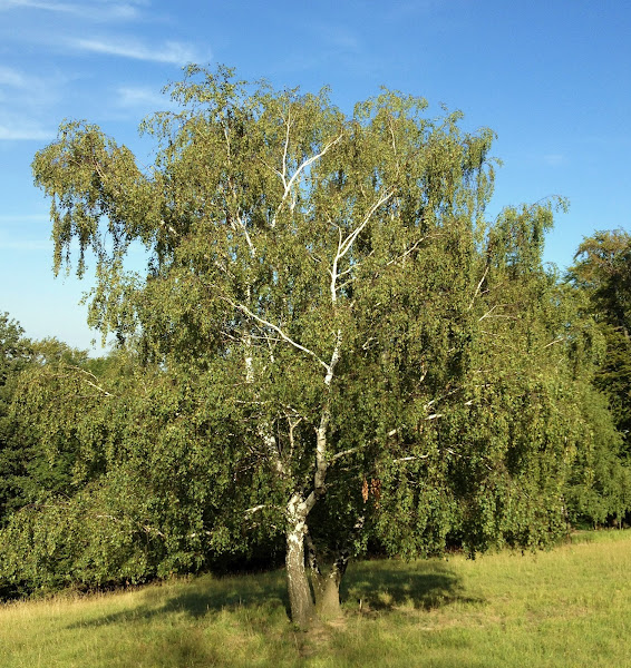 Silver Birch | Project Noah