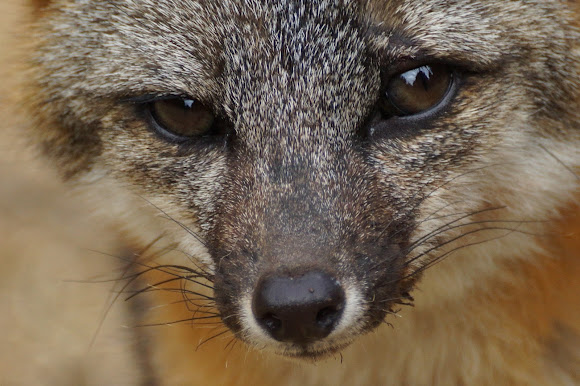 Gray Fox | Project Noah