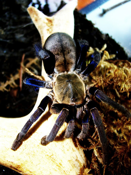 Cobalt Blue Tarantula | Project Noah