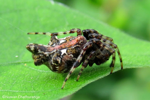 Spider | Project Noah