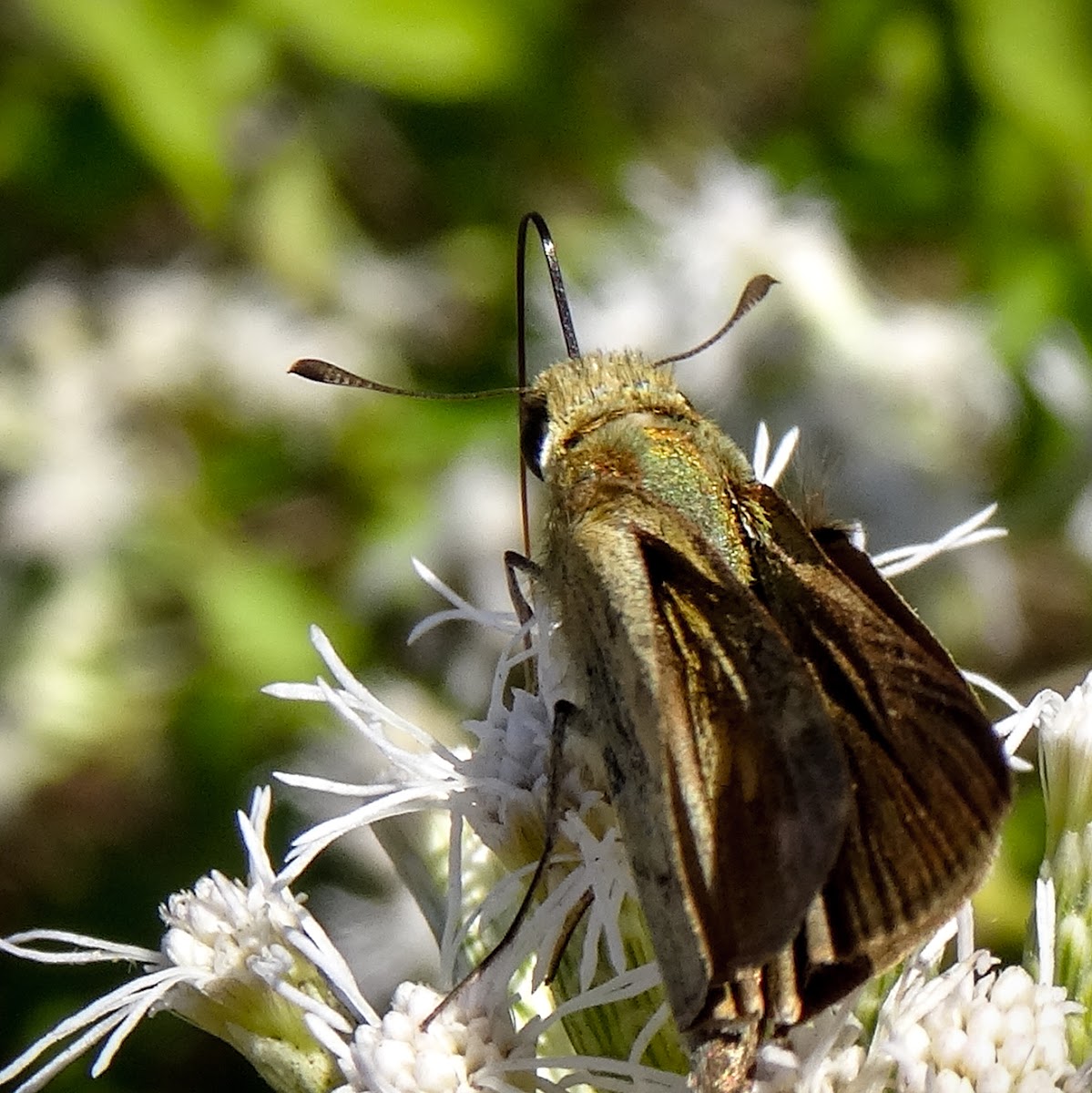 Common hottentot skipper | Project Noah