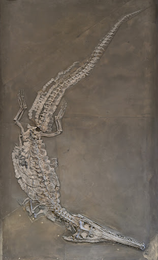 Stenosaurus — Google Arts & Culture