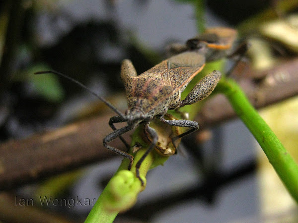 Broad-headed Bugs (Alydidae) | Project Noah