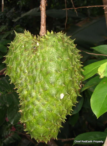 Graviola Tree In Kerala