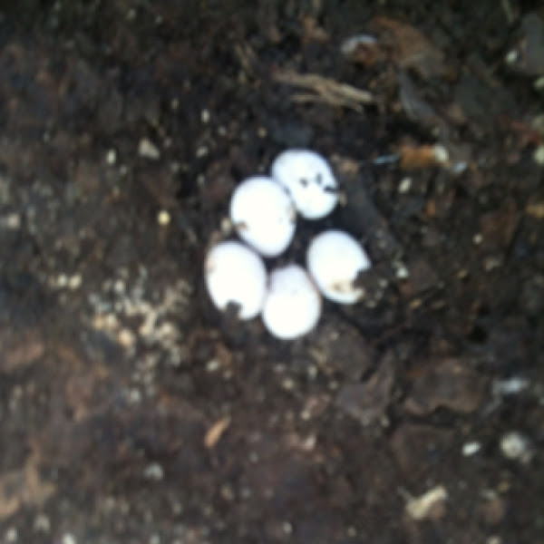 Skink eggs | Project Noah