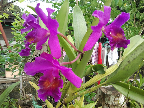 Catleya Orchid | Project Noah